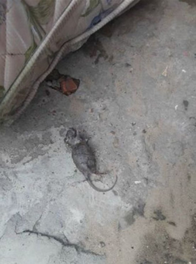 Abandonadas, crianças famintas são resgatadas em casa com ratos mortos ...