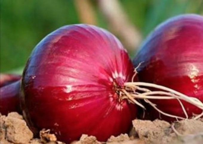 Cebola roxa é potente antidiabetes e cura infecções | Cura na Natureza ...