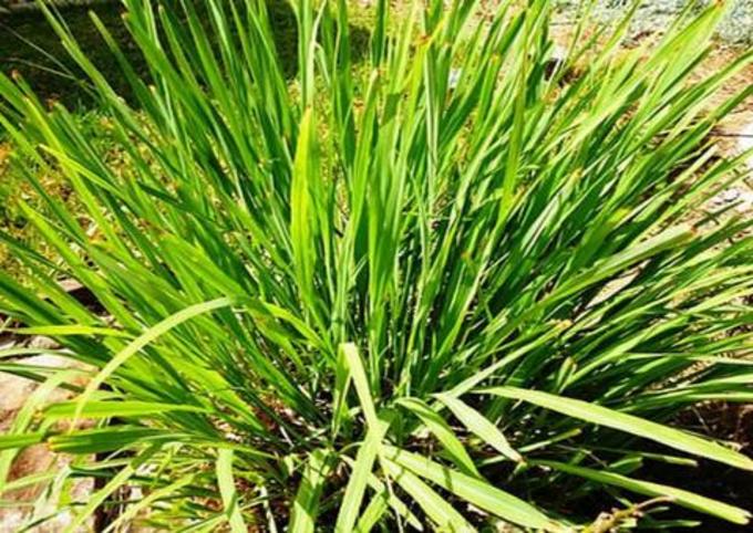 Capim Santo evita dores de estômago. Conheça mais benefícios | Cura na ...