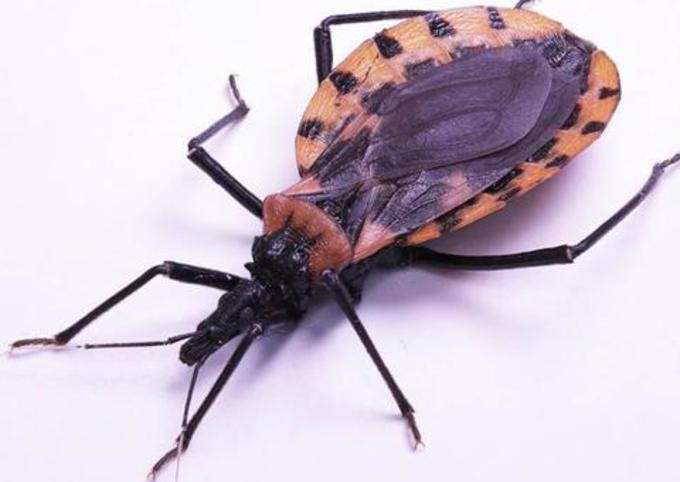 Doença de Chagas: Conheça os sintomas, riscos e formas de prevenção ...