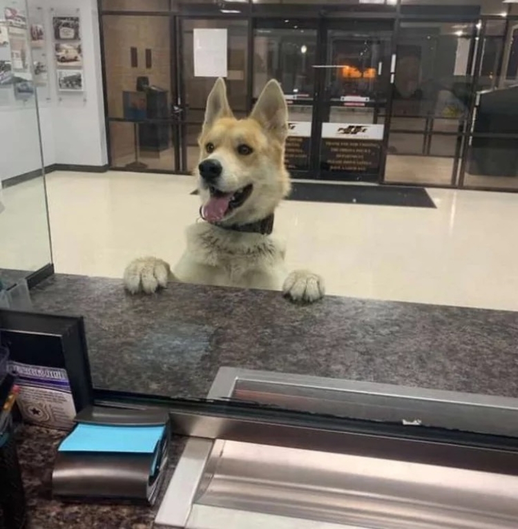Cachorro desaparece e vai até delegacia ‘dar parte’ de sumiço; Entenda ... Cachorro desaparece e vai até delegacia ‘dar parte’ de sumiço; Entenda ...