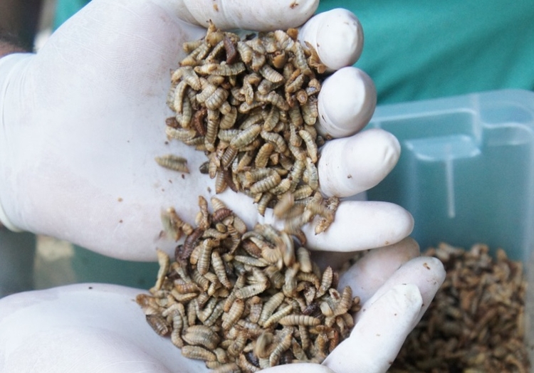 Larvas de inseto viram ração para peixes no Amazonas