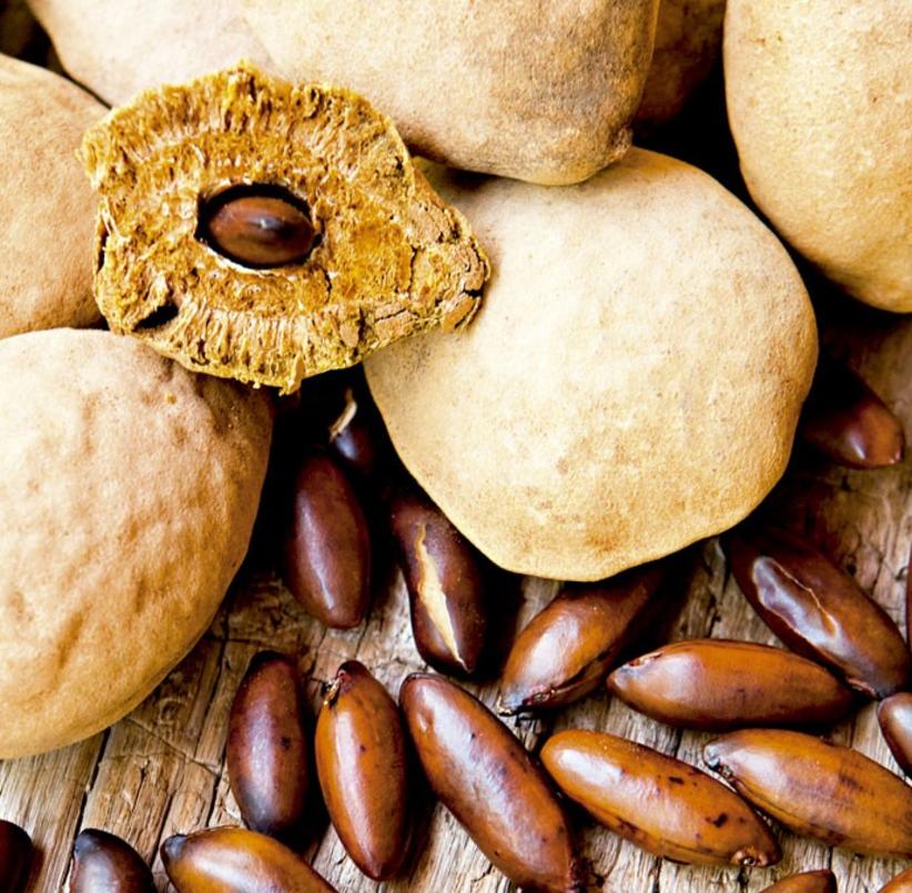 Semente de Cumaru pode melhorar a saúde dos cabelos | Cura na Natureza ...