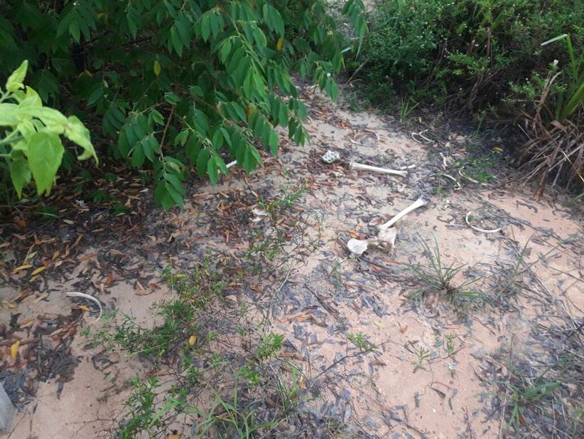 Ossos humanos são encontrados no meio de matagal em Manaus