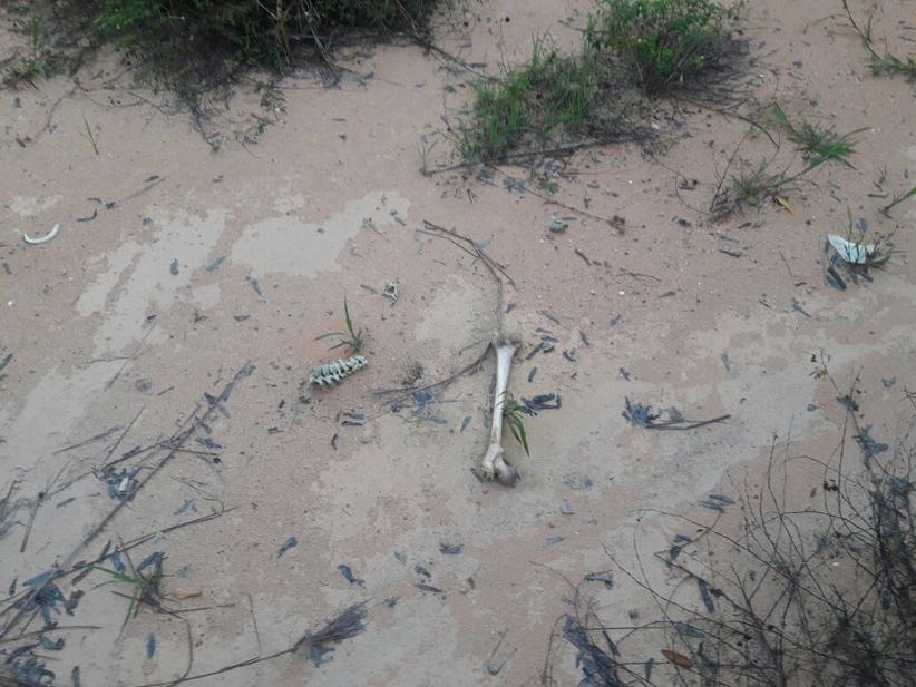 Ossos humanos são encontrados no meio de matagal em Manaus