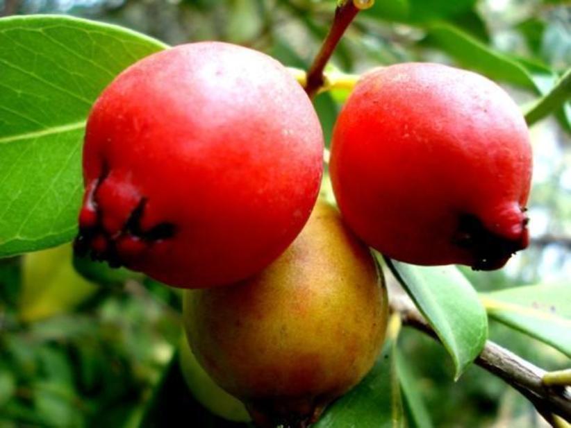 Fruta popular apresenta propriedades que estimulam o intestino