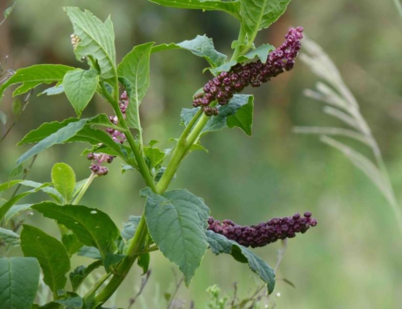 Anticancerígena, planta pode ser usada contra artrite e câncer de pele ...