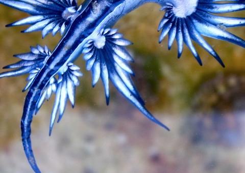 Dragão azul raro é encontrado em praia no Brasil
